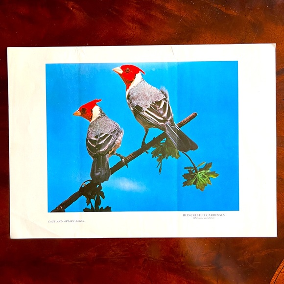 None | Art | Print Poster Cage And Aviary Birdsredcrested Cardinals ...